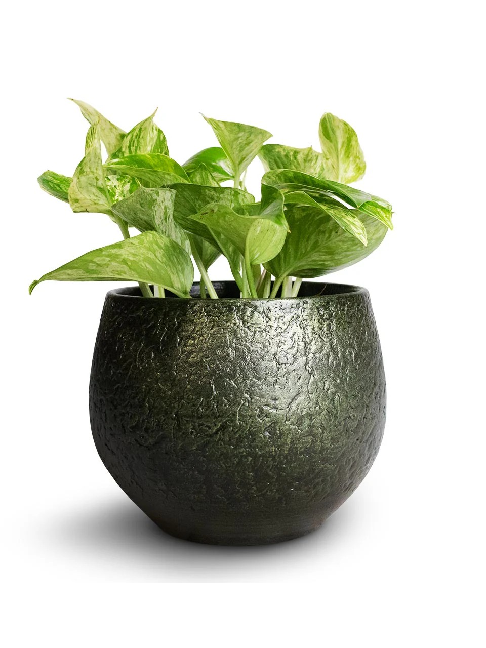 Epipremnum aureum - بوتس ماربل كوين بأصيص فخار (حجم صغير) - Saro Shop