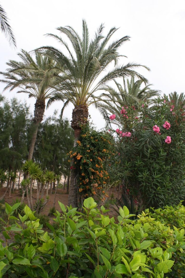 How to Choose the Right Plants for Saudi Arabia’s Climate - Saro Shop